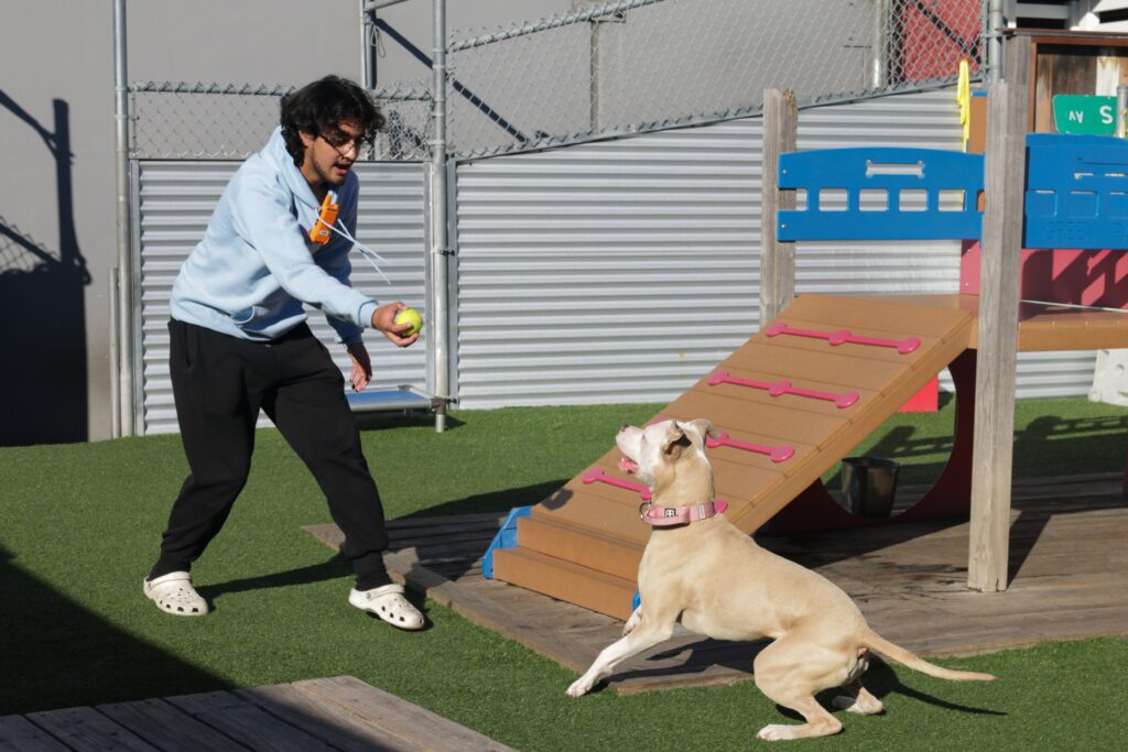 Dog Boarding and Daycare In Richmond, CA - Metro Dog